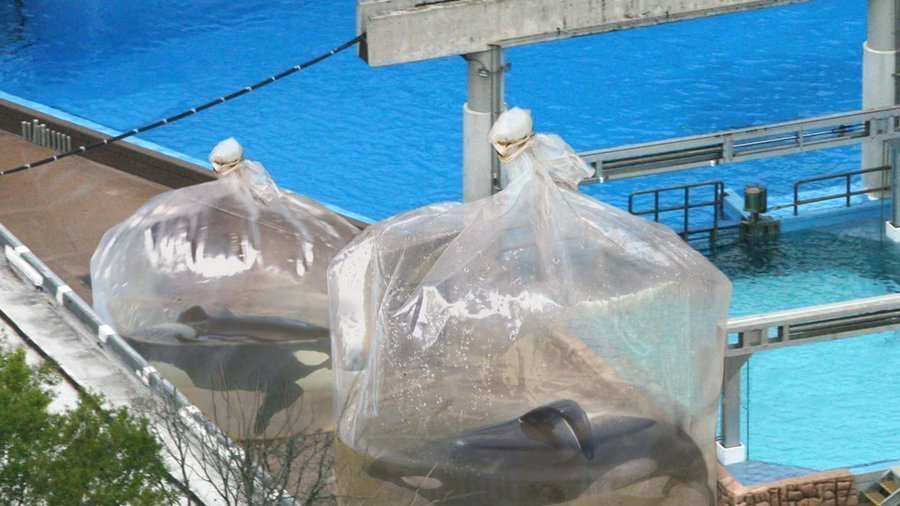Petition · Lets shut down Sea World! - United States · Change.org
