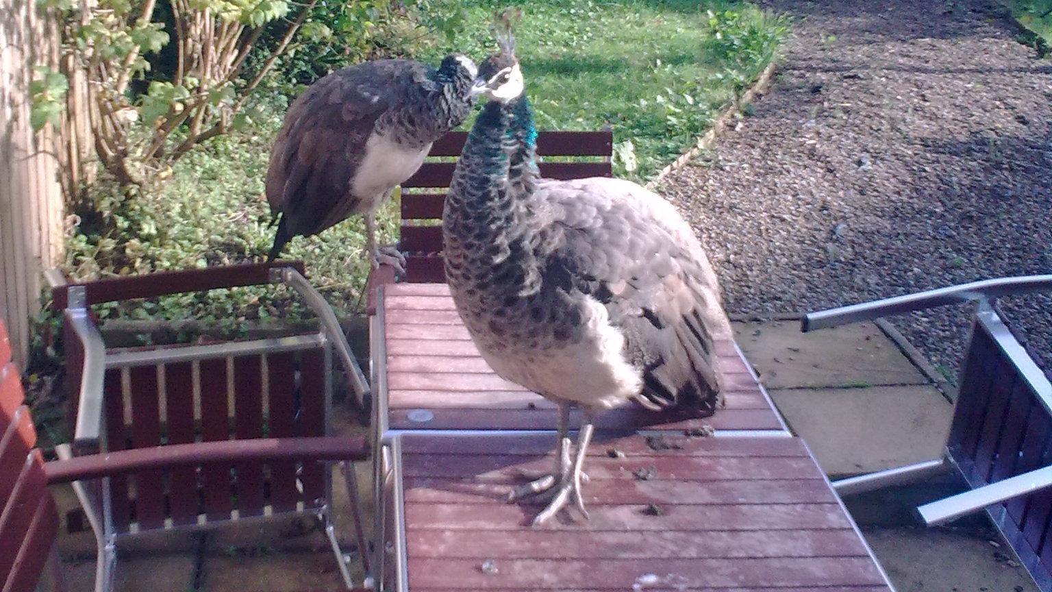 Petition · Peacocks Making Villagers Life A Misery - Durham, United ...