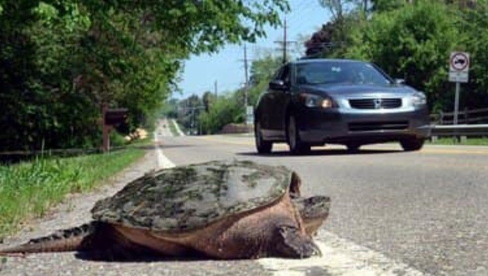 Petition · Stop Turtle Road Kills - United States · Change.org