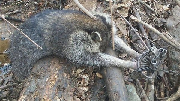 Petition · Let's Keep Inhumane Animal Traps Illegal in New Jersey ...