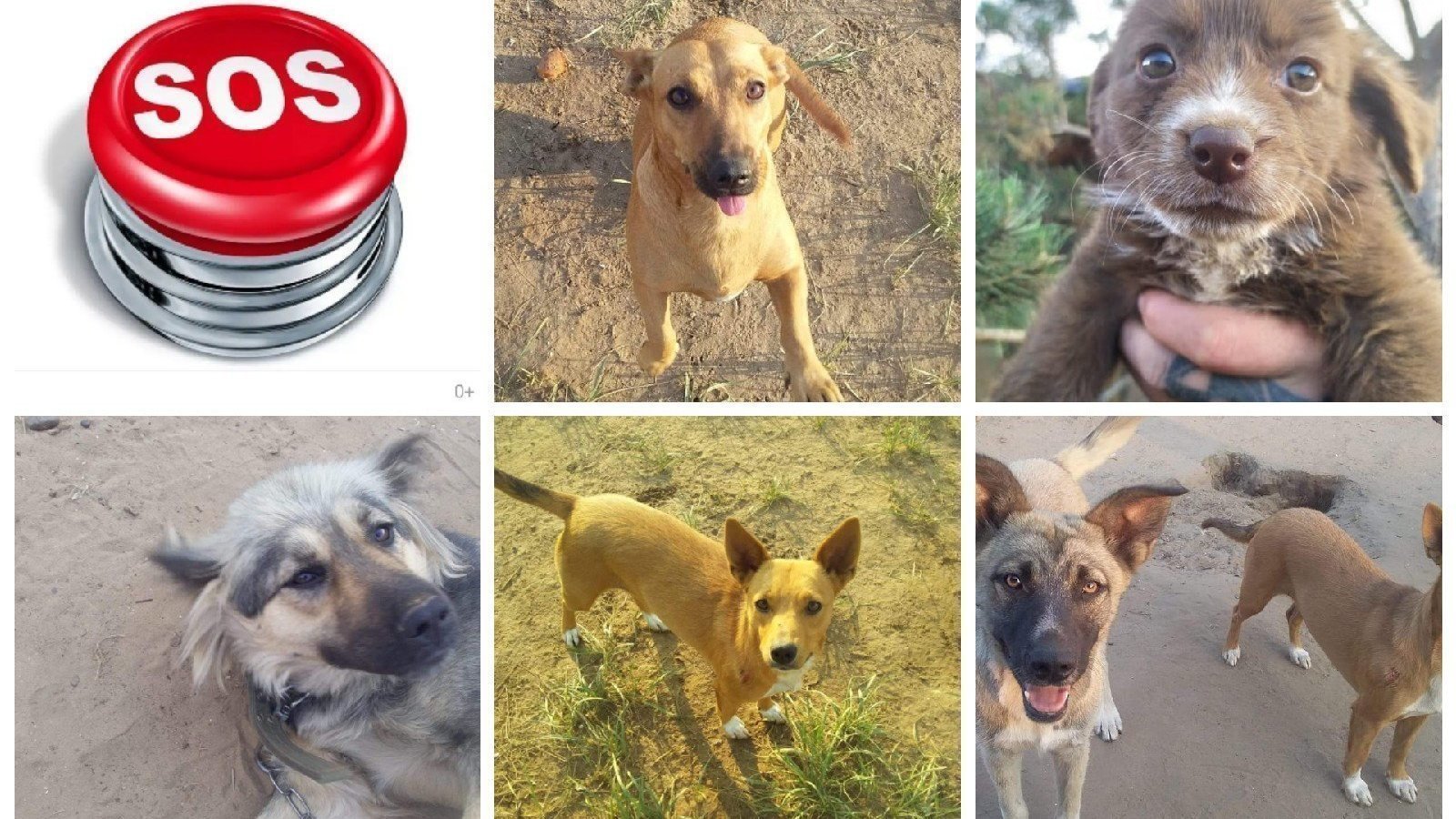 Petition update · SOS!!! ПОМОГИТЕ НЕ ОСТАВИТЬ ХВОСТИКОВ ЗАВТРА ...