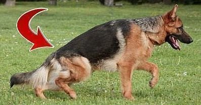 Petition · KC to ban excessively sloping backs in German Shepherd Dogs ...
