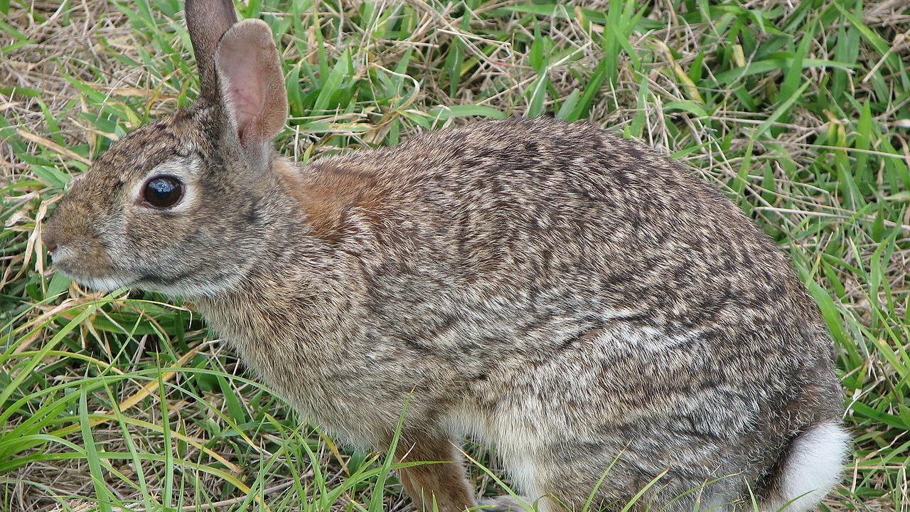 Petition · Save the Rabbits - United States · Change.org