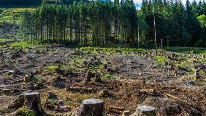 Petition · Halting Deforestation: A Call to Action - United Kingdom ...