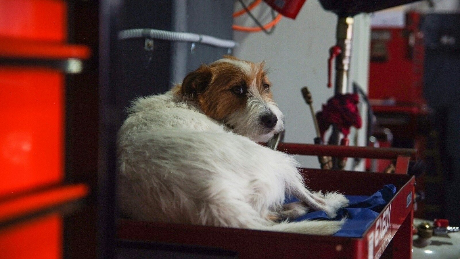 Petition · Defund dog and cat testing at the National Science ...