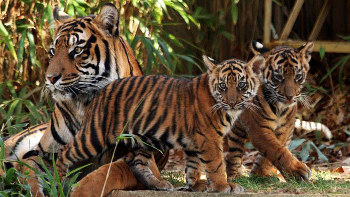 Petition · Don't log 90,000 acres of critical tiger habitat! - United ...