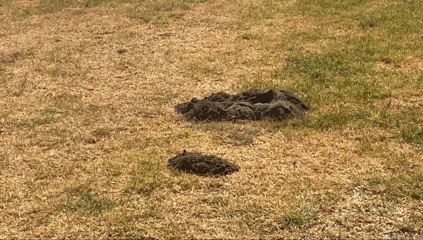 Petition · Get the City of Buena Park to Address Our Gopher Problems ...