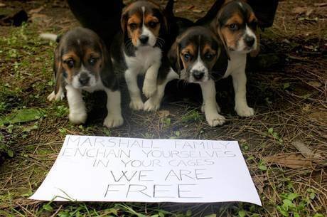 Petition · All people who care about animals: PLEDGE TO BOYCOTT ...