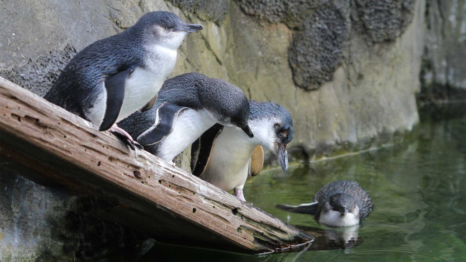 Petition · Save the blue penguins - New Zealand · Change.org