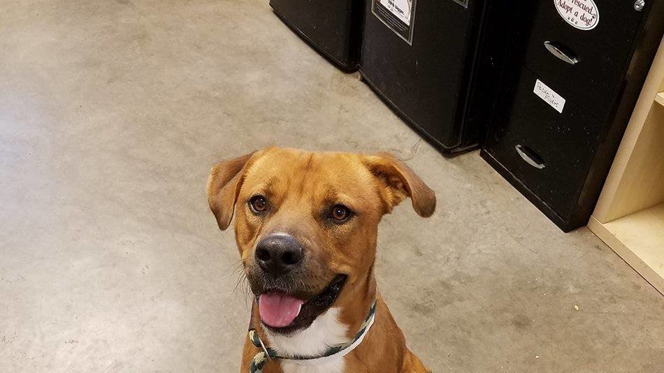 Petition · Help us get answers now as to why a sweet lovable pup named ...