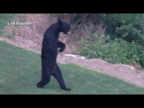 Petition · Help Treat "Vinnie" the BiPedal Bear! · Change.org