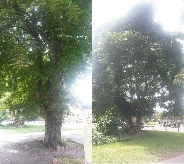 Petition · Save New Malden's mature Tree of Heaven and preserve the ...