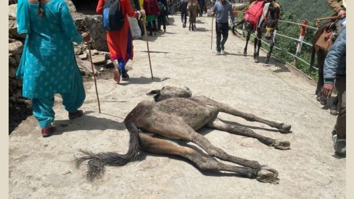 Petition · Stop exploitation of animals at pilgrim places - India ...
