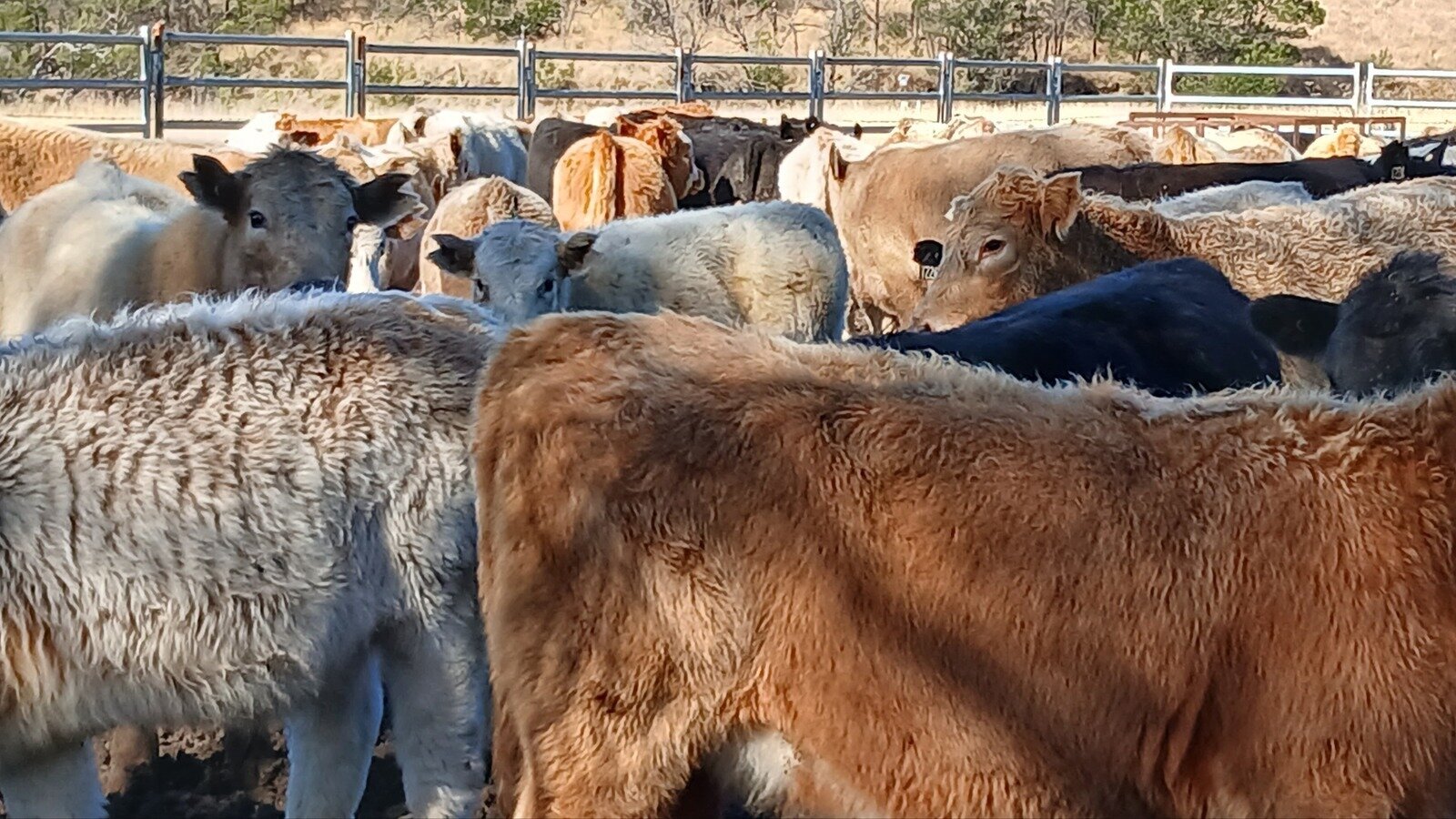 Petition · Save the location of the saleyards. - Bega, Australia ...