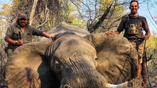 Petition update · It’s now or never. Don’t let extinction be the norm ...
