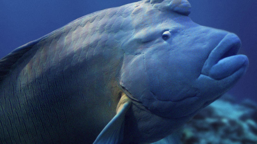 Petition · save the endangered humphead wrasse - United States · Change.org
