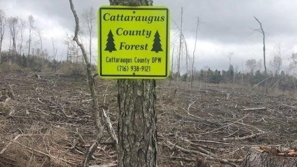 Petition · Stop the destruction of our public forests in Western New ...