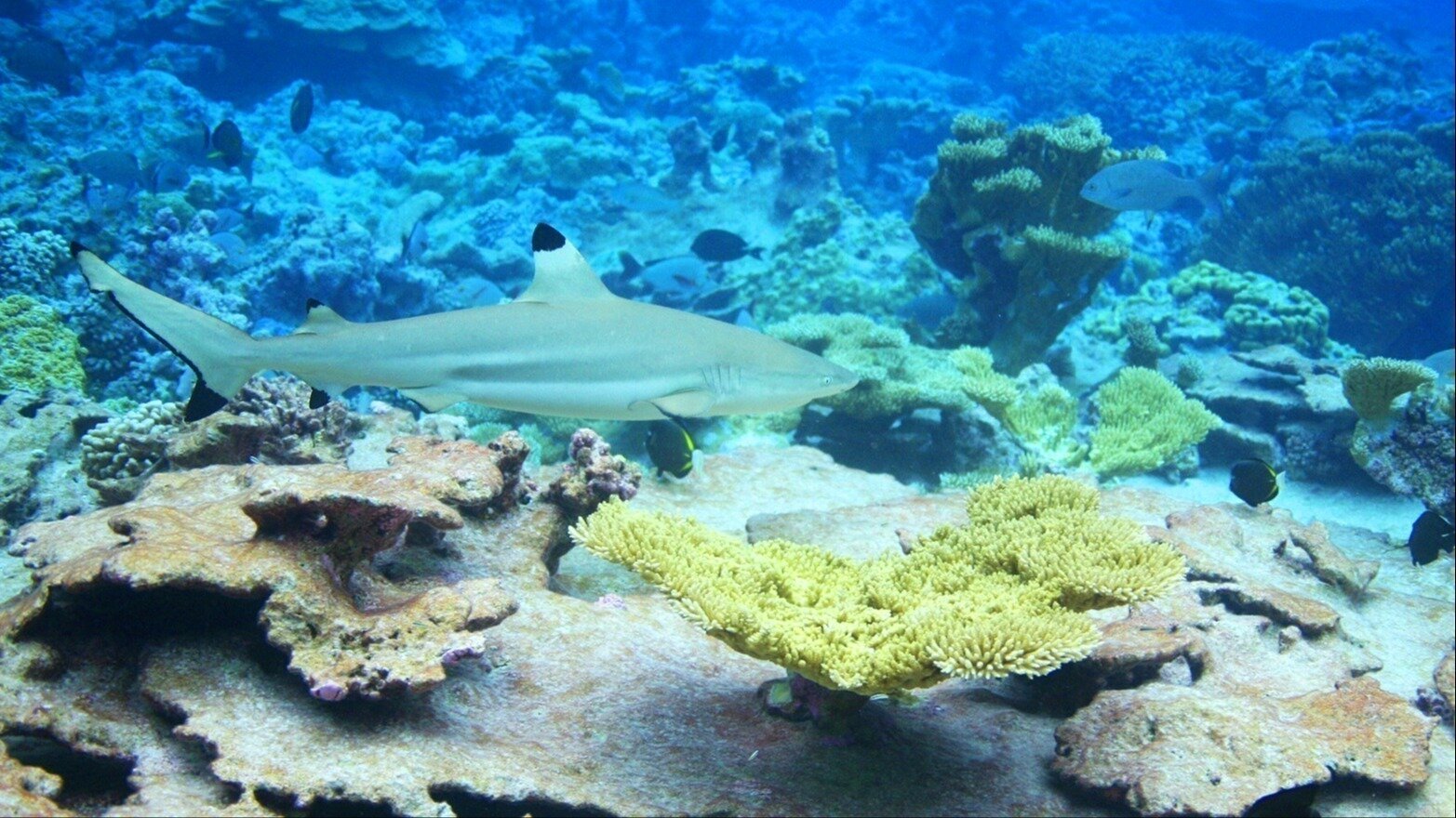 Petition · Stop Trump From Opening US Marine Protected Waters to ...