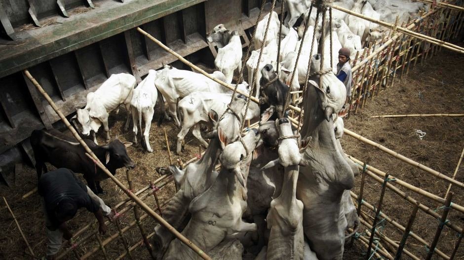 Petition · Stop Live Export - Australia · Change.org