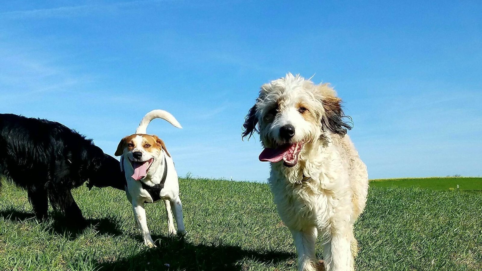 Petition · Dog Park Now at Western Regional park - United States ...