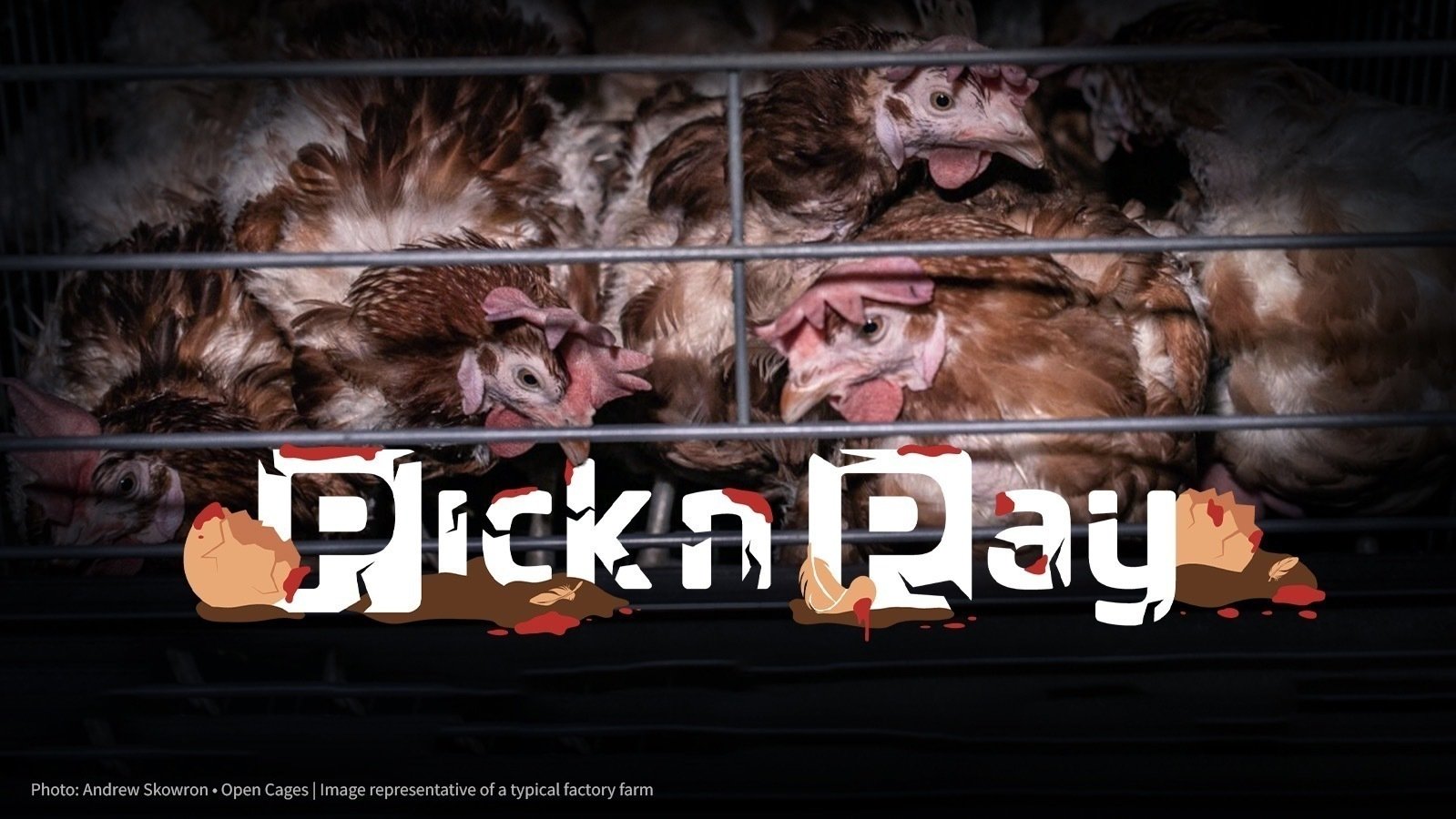 Petition · Sign this Petition to Stop Pick n Pay chicken cruelty ...