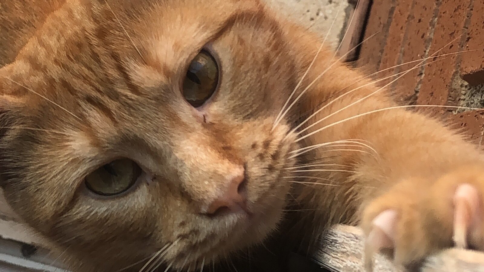 Petición · ayuda a Nala ️‍ - España · Change.org