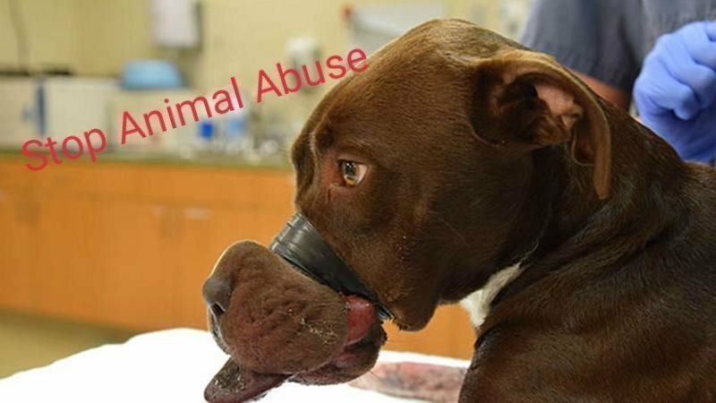 Petition · Stop The Animal Abuse - Philippines · Change.org