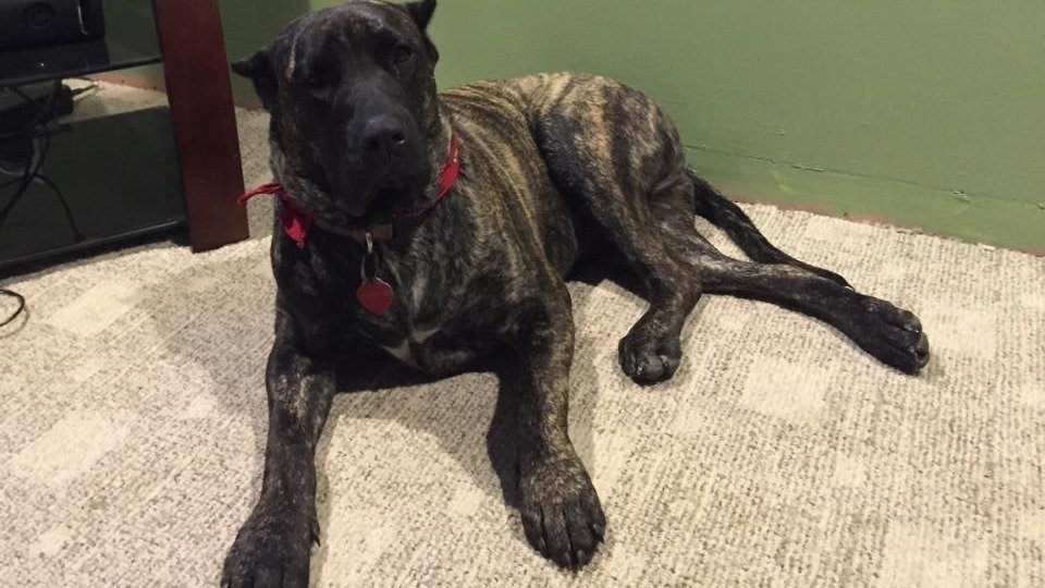 Petition · Justice For Marley!! - United States · Change.org