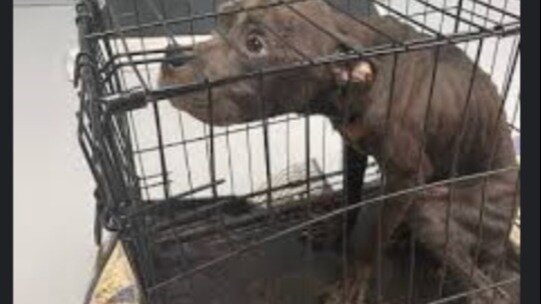 Petition · Recognize Sentient Beings as Living with Rights - United ...