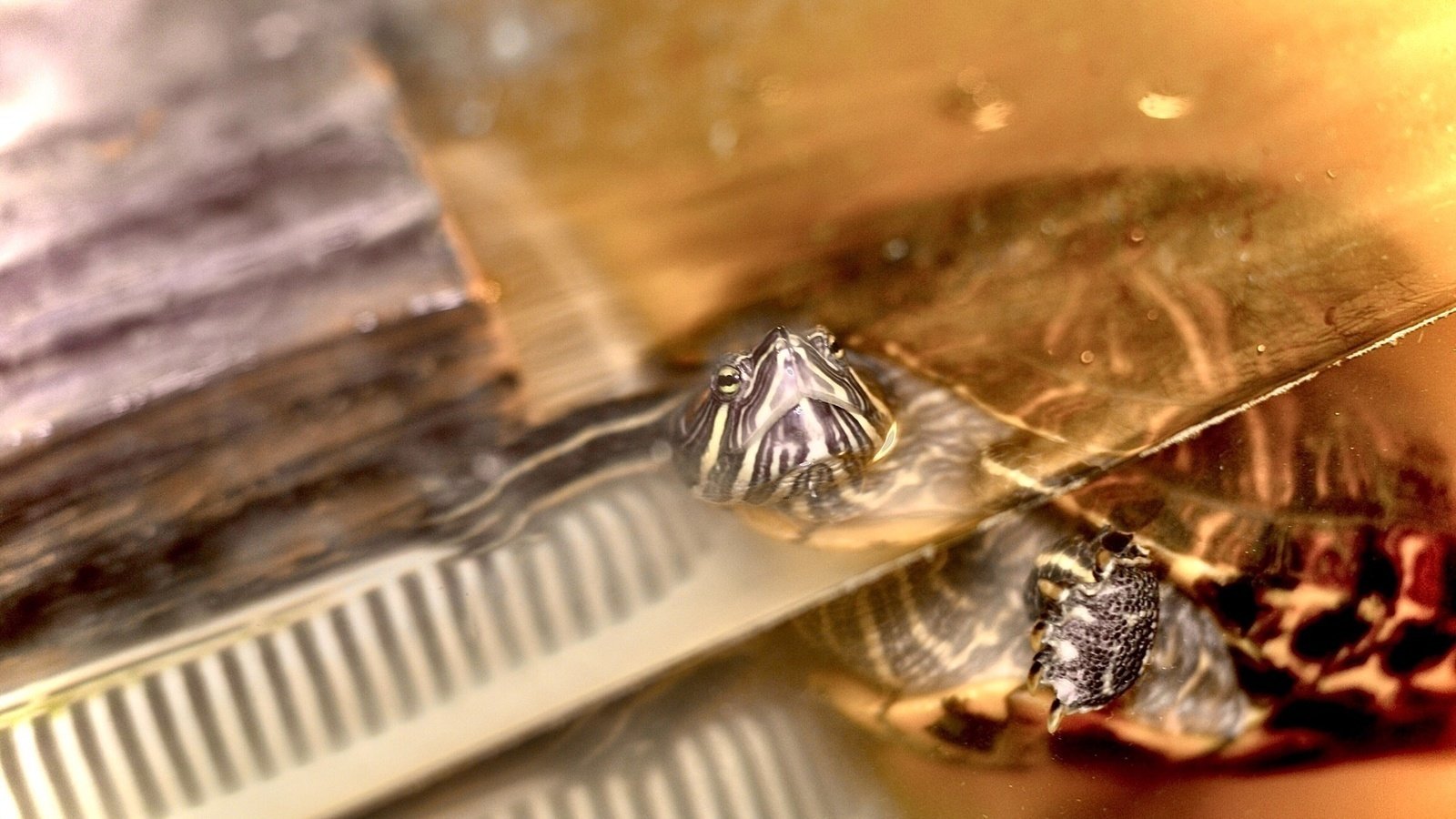 Petition · Free turtle and find a shelter save your back - United ...