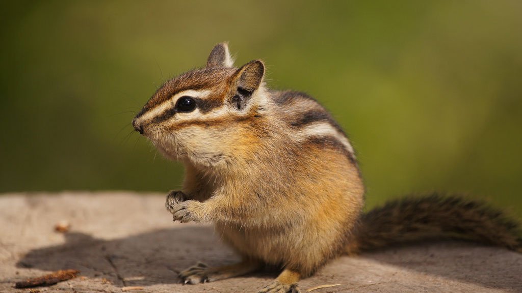 Petition · Save The Cuteness: Protect the Palmer’s Chipmunk from ...