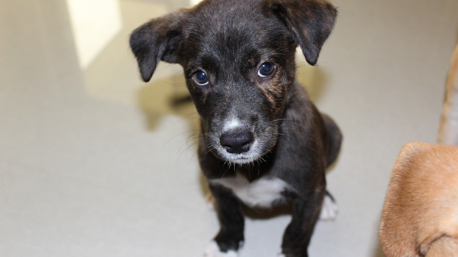 Petition · Government of Guam: Implement a sustained spay/neuter ...