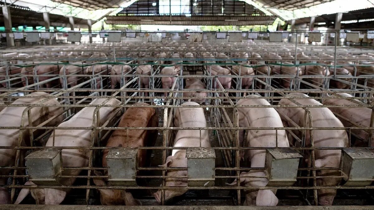 Petition · Promote Meatless Mondays and Stricter Meat Industry Laws in ...