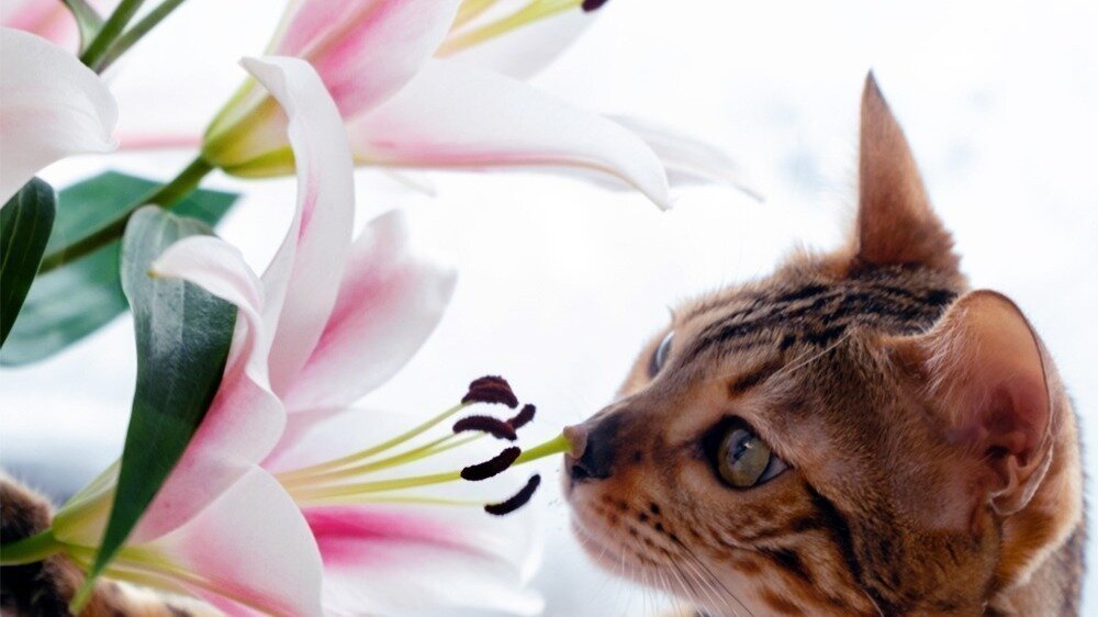 Petition · Mandate Warning Labels on Lily-Containing Bouquets for Cat ...