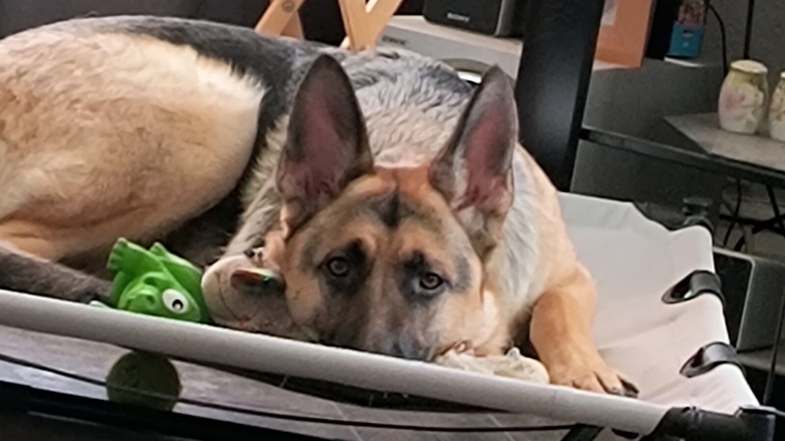 Petition · Allow All Dogs, Including "Problematic" Dogs, Access to ...