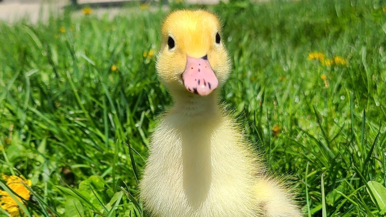 Petition · SAVE THE DUCKS - Slatington, United States · Change.org