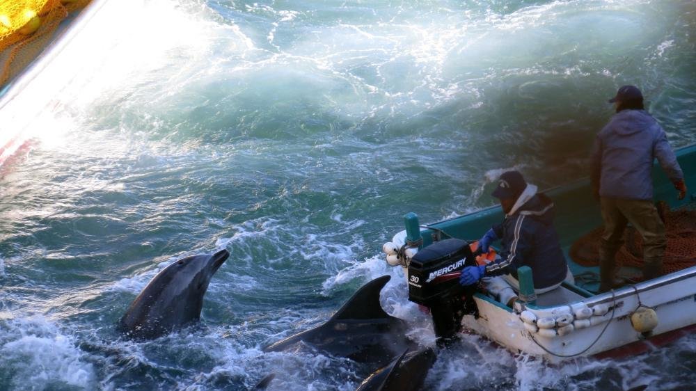 Petition · Please put an end to Taiji dolphin hunt once and for all ...