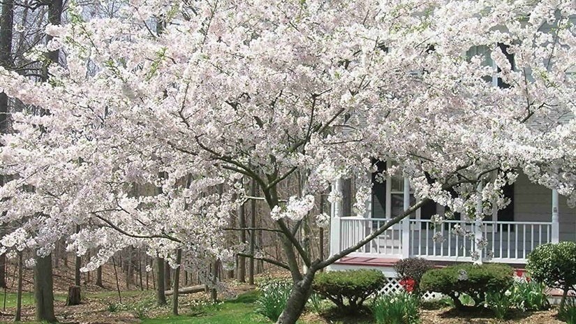 Petition · Save the Hamilton Mill Cherry Trees - United States · Change.org