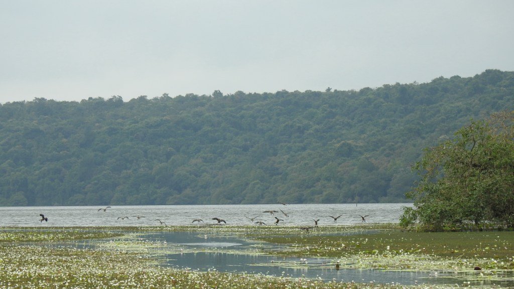 Petition · Notify Ancient Dhamapur Lake as Wetland - India · Change.org