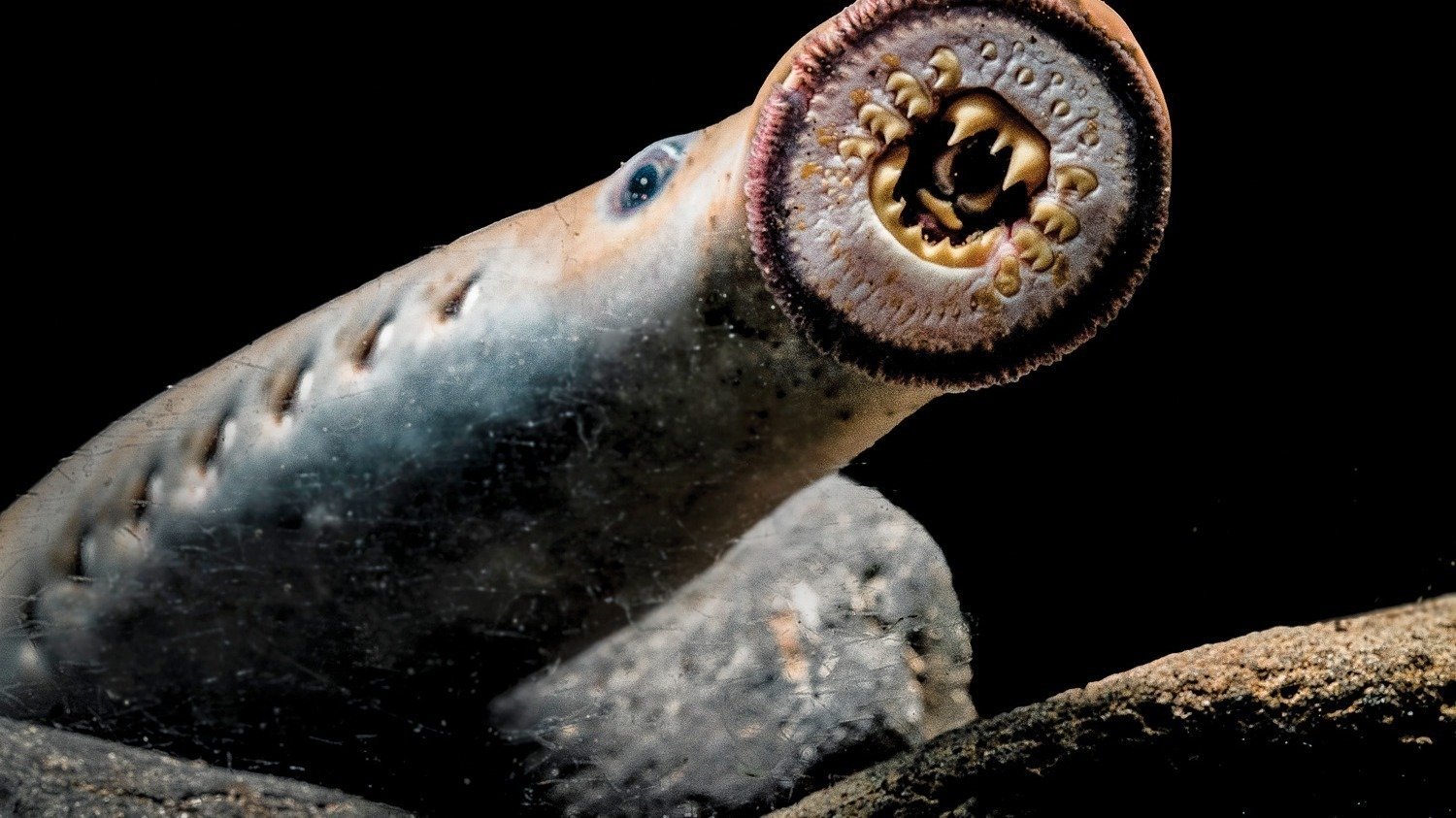 Petition · Help remove sea lamprey's from the great lakes - United ...