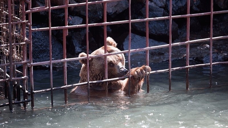 Abaixo-assinado · Depois de ficar isolado, liberte os animais ...