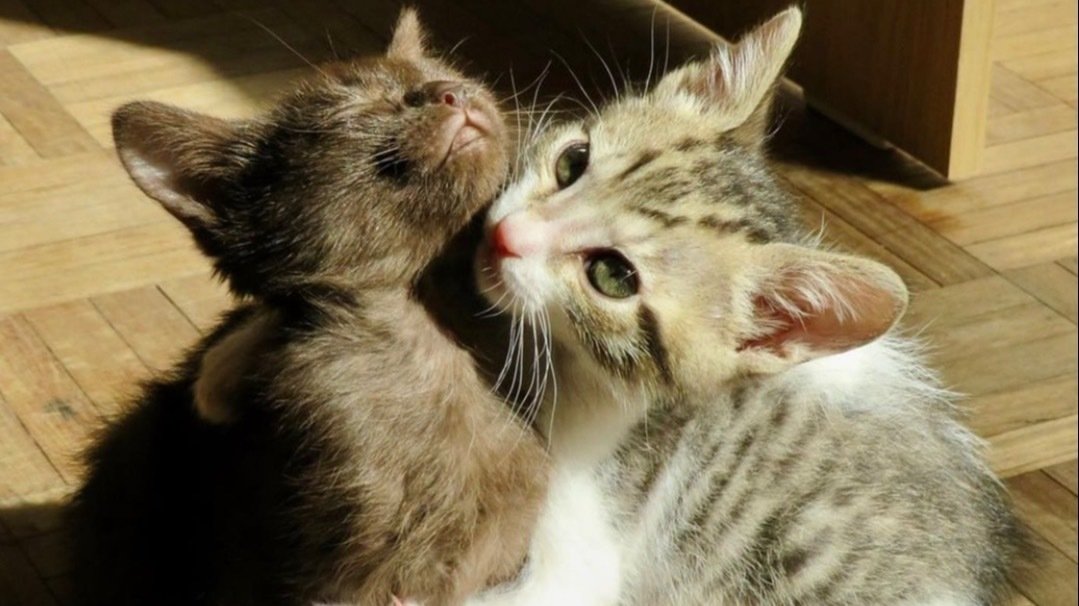 Petición · un michi para los gb - Argentina · Change.org