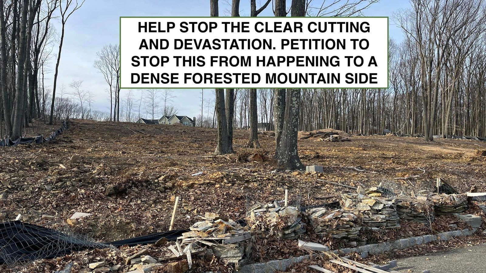 Clear Cutting Before And After