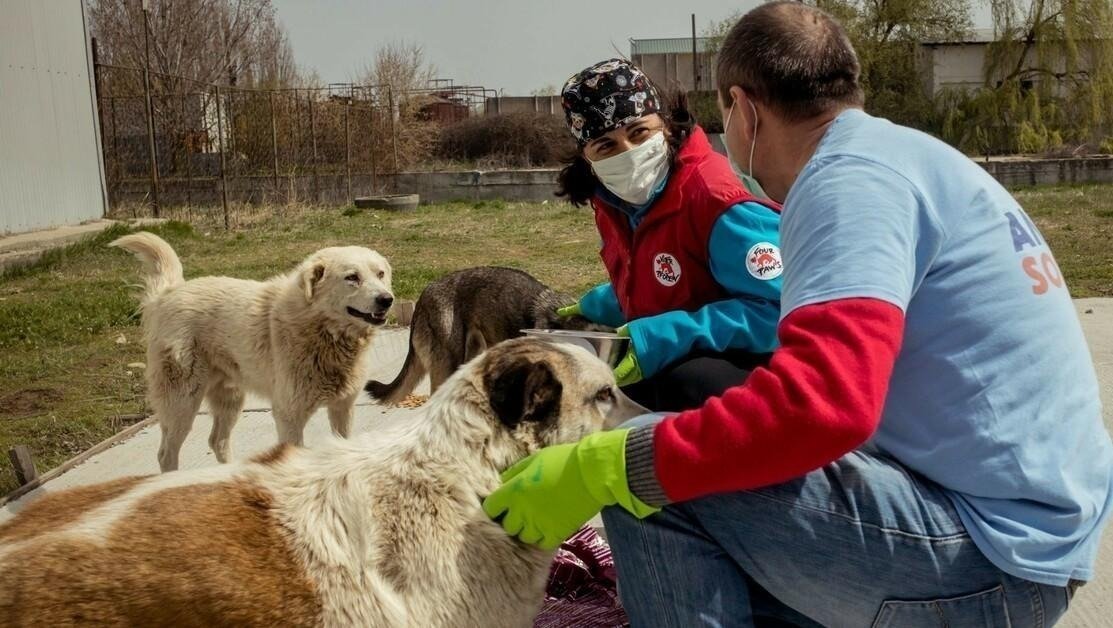 Petition · SAVE THE STRAY ONES THEY DESERVE HOME,LOVED,SHELTER AND ...