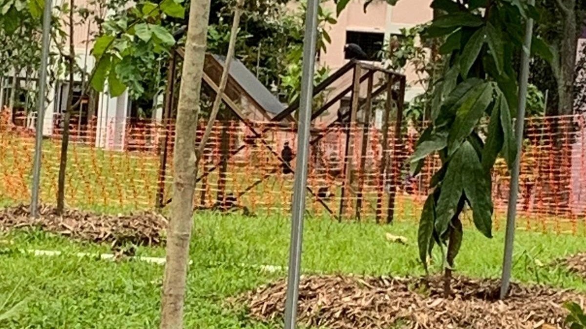 Petition · Protect Our Wildlife Birds: Crows, Pigeons, Mynahs ...