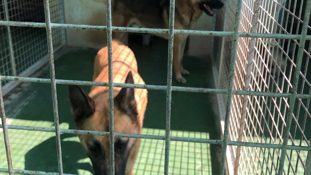 Petition · Harsher penalties for people who commit animal cruelty and ...