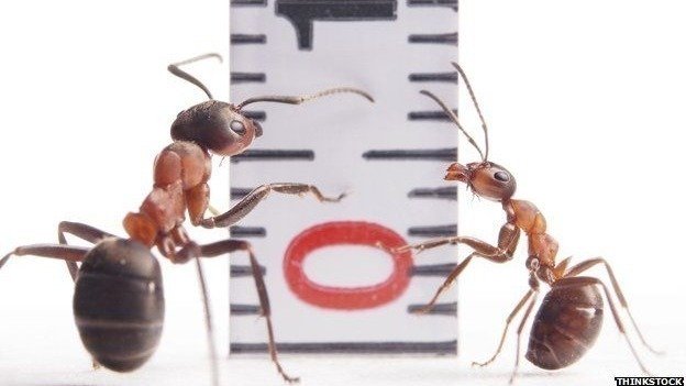 Petition · tall people turn into ants for a day. - United States ...