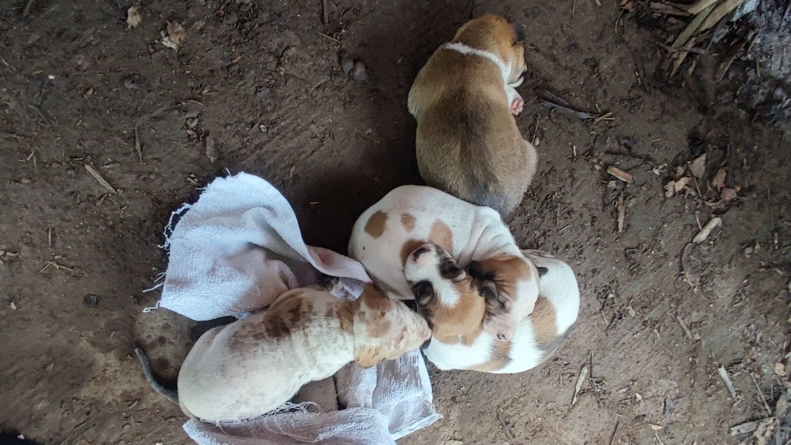 Petition · New born puppies discarded in a brown box in Goa! - Morjim ...