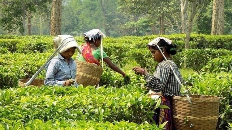 Petition · Protect plantation workers from abuse on Lujeri tea estates ...