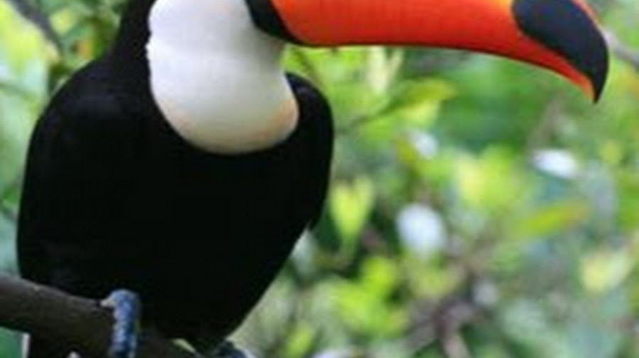 Pétition · Unban Toucan Celeste - France · Change.org